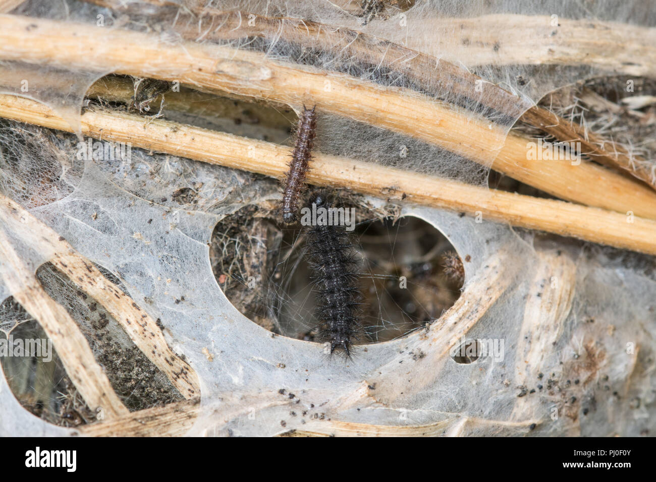 Larvae development hi-res stock photography and images - Alamy