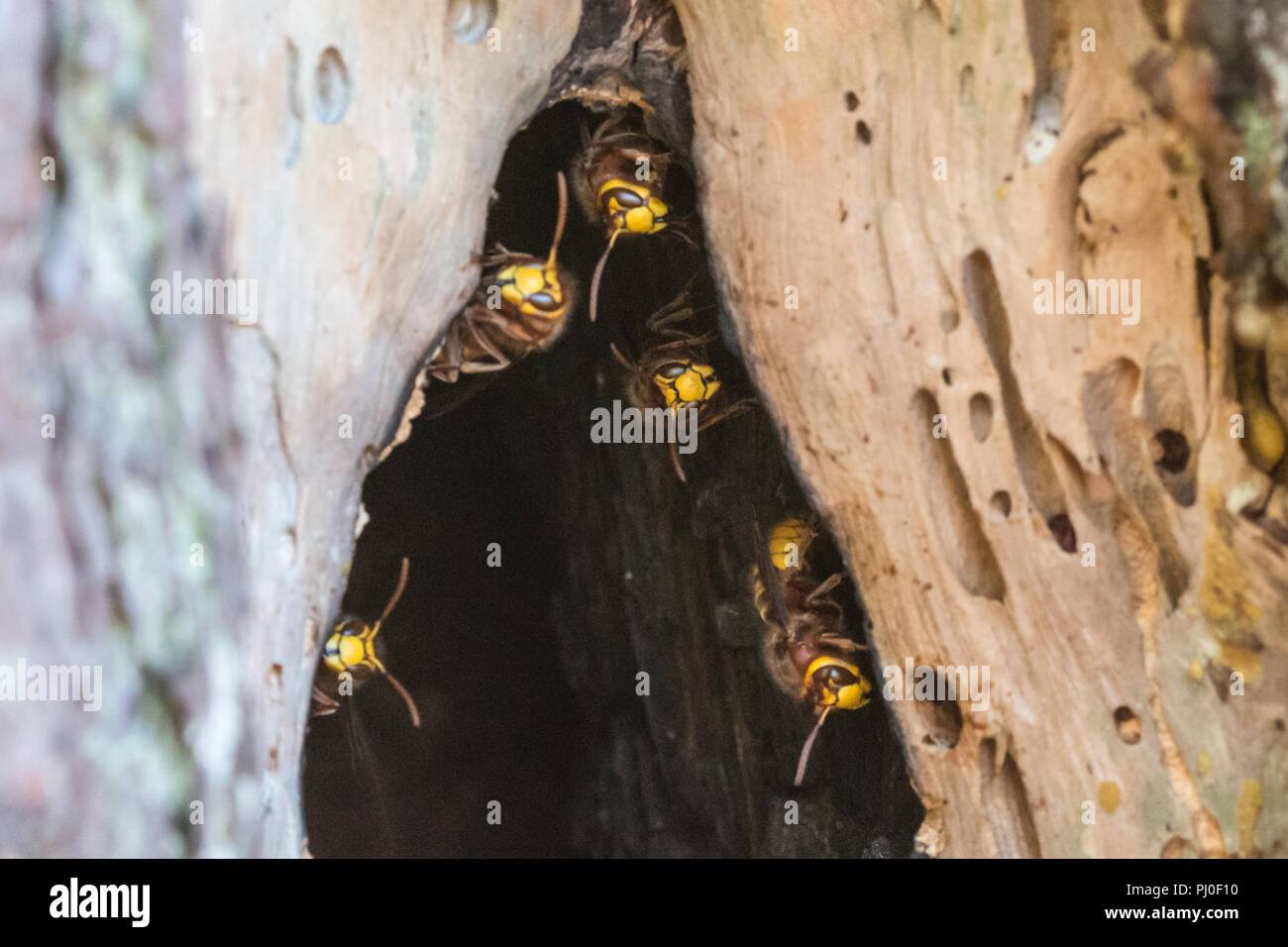 Hornets nest in a tree hi-res stock photography and images - Alamy