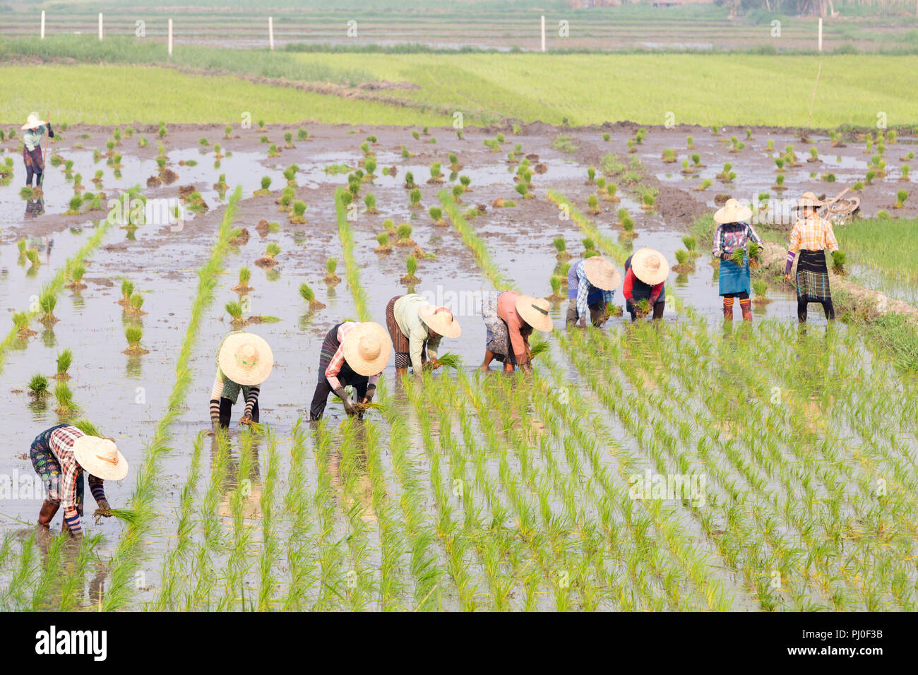 Working in the rice field hi-res stock photography and images - Alamy