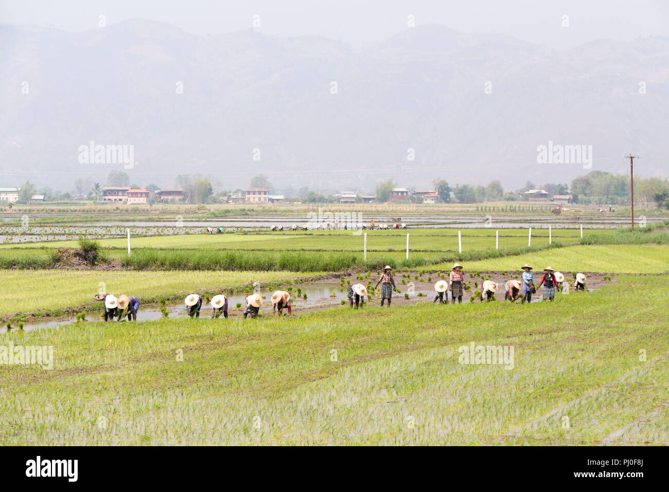 Farmers working in a rice field, Nyaungshwe, Myanmar Stock Photo - Alamy