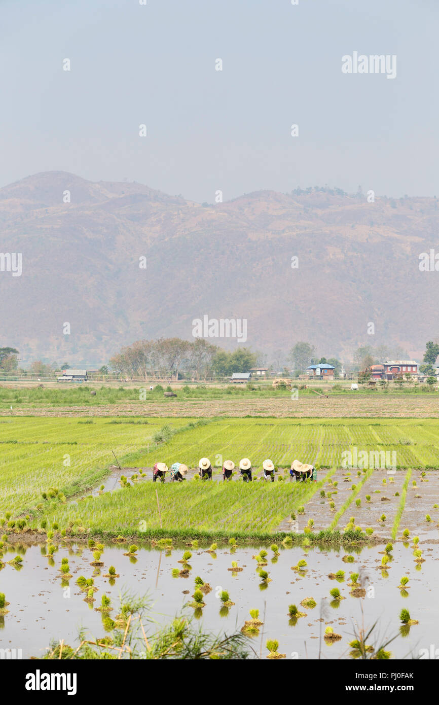 Farming myanmar hi-res stock photography and images - Alamy