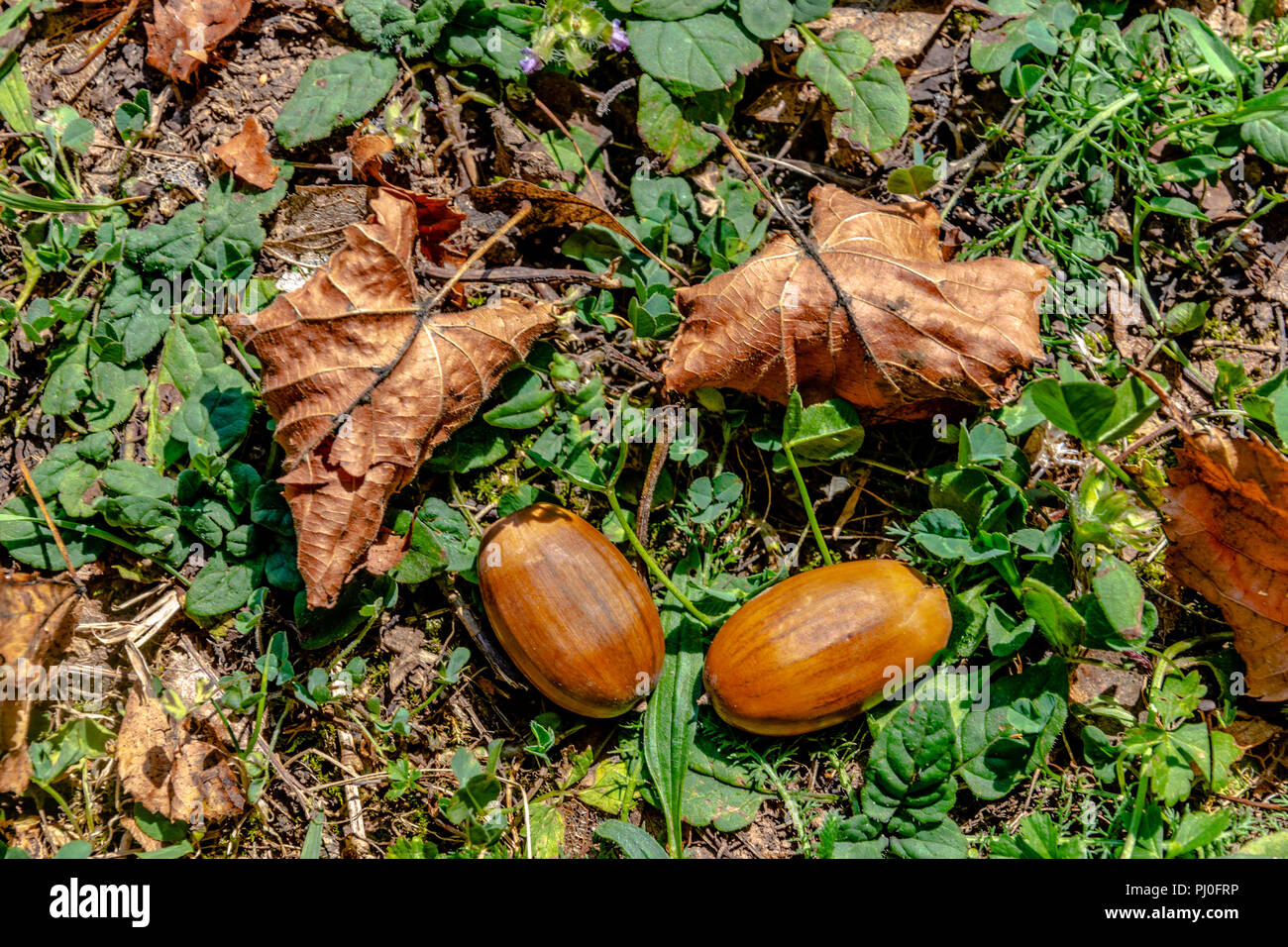 Acorn Shape Stock Photos & Acorn Shape Stock Images - Alamy