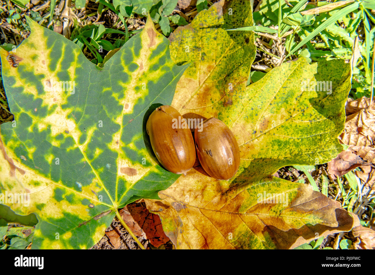 Acorn Shape Stock Photos & Acorn Shape Stock Images - Alamy