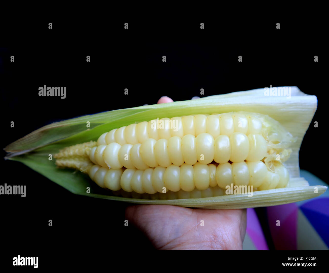 Hand holding boiled Choclo, the large kernel Peruvian corn or Cuzco ...