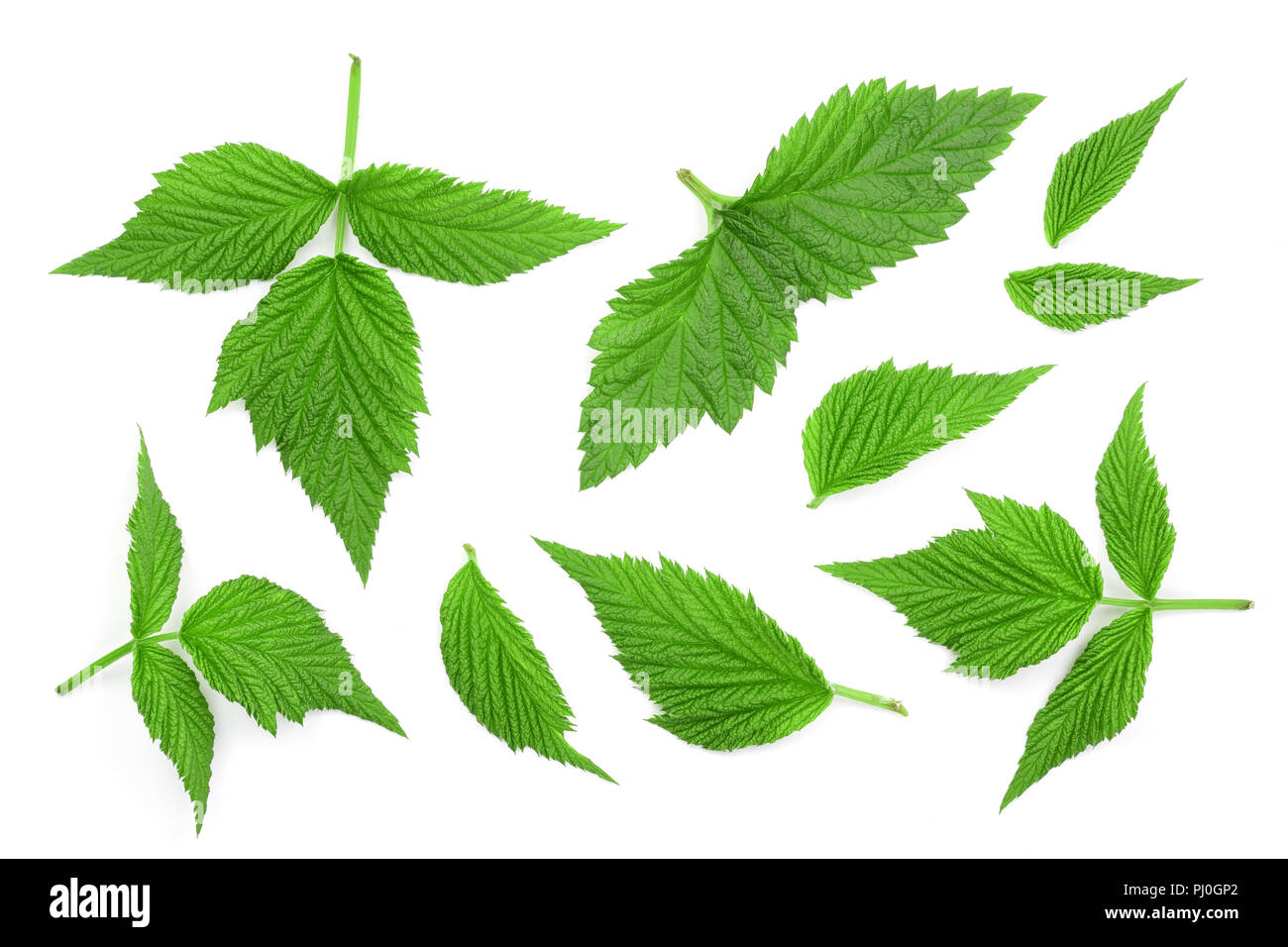 Raspberry leaves isolated on white background. Top view. Flat lay Stock ...