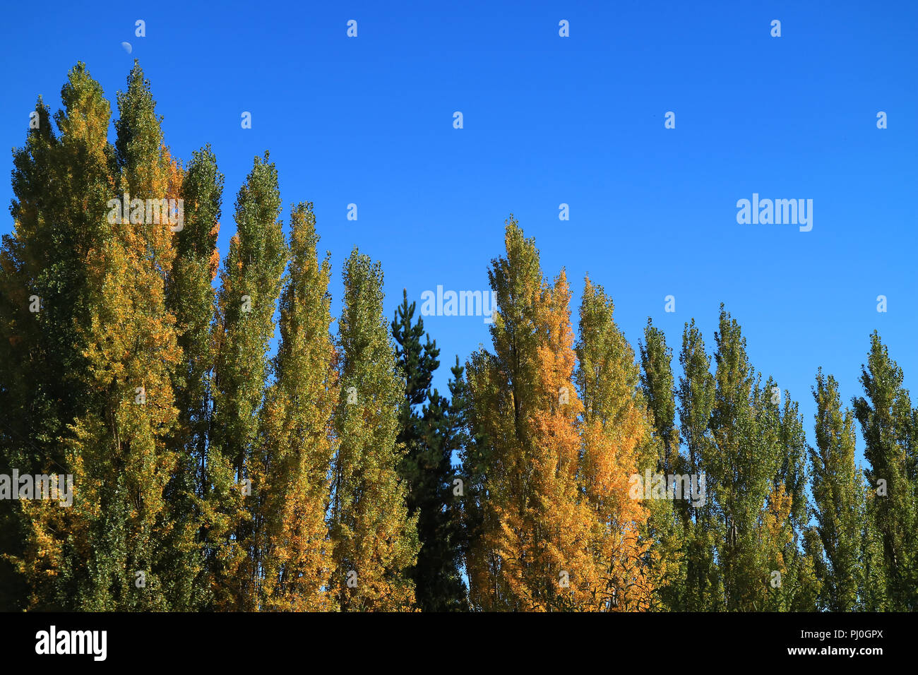 The color changing of Pine trees against vivid blue sky, autumn in El ...