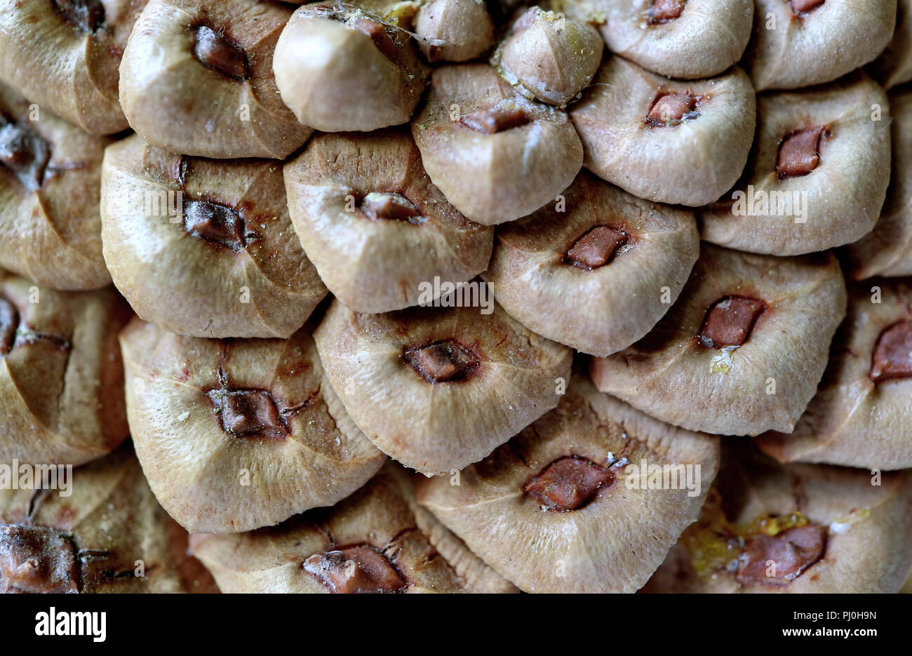 Cone texture hi-res stock photography and images - Alamy