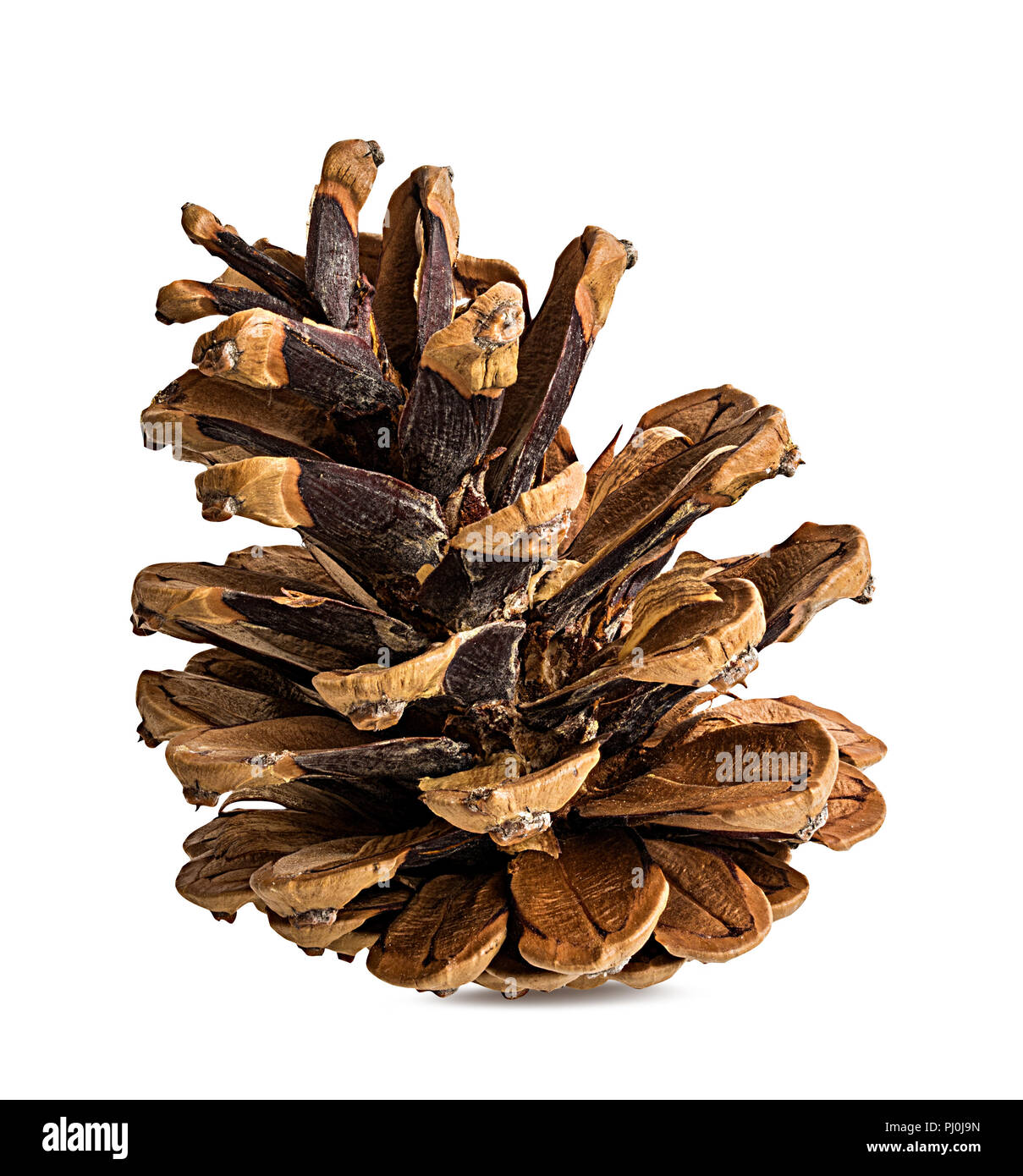 Pine cone on a white background Stock Photo - Alamy