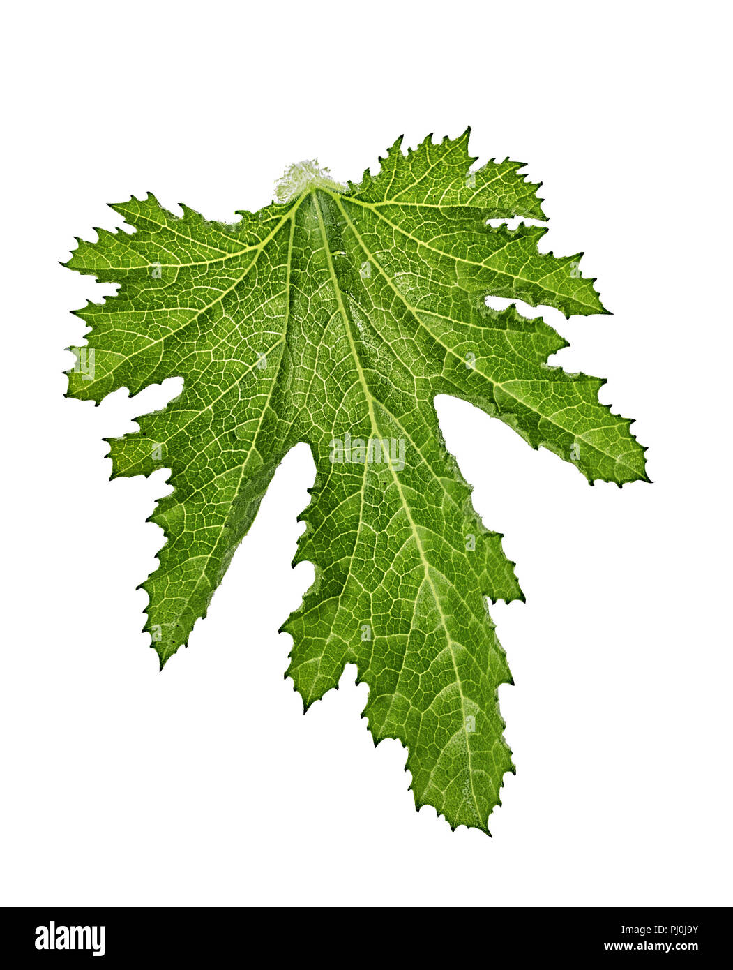 Melon leaf isolated on white background Clipping Path Stock Photo - Alamy