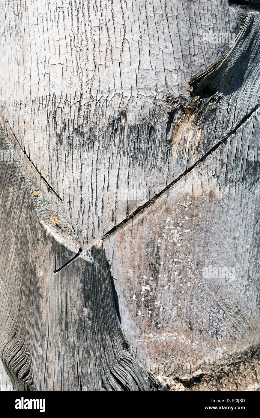 Old tree wallpapers hi-res stock photography and images - Alamy