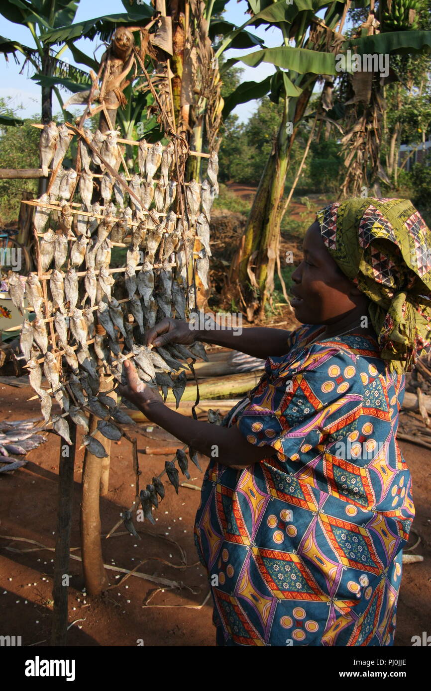 A woman arranges a display of sun dried Nkejje fish to sell in Masaka ...