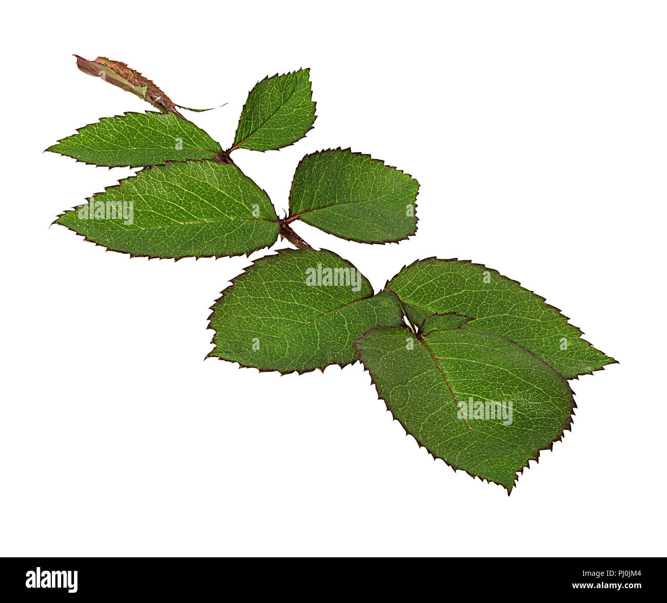 Green rose leaf isolated on white background Stock Photo - Alamy