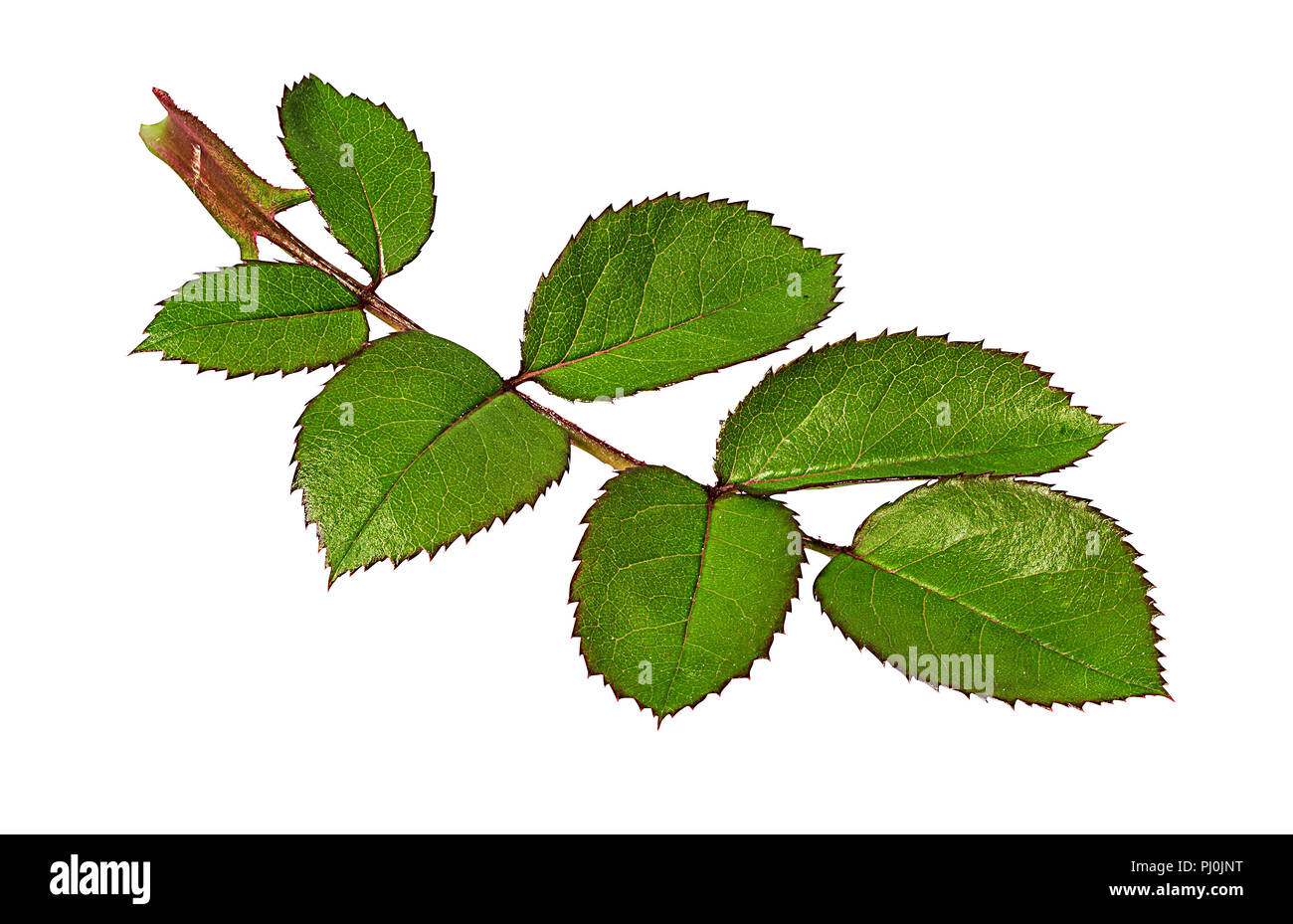 Green eucalyptus leaf frame Cut Out Stock Images & Pictures - Alamy