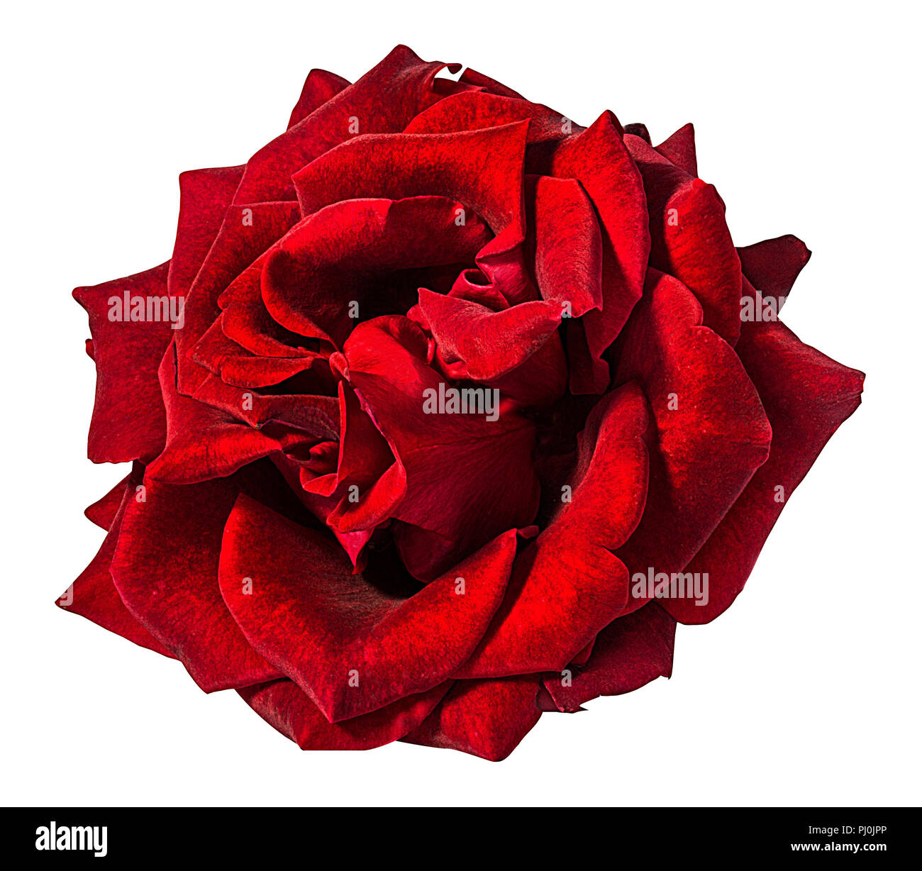 rose isolated on white background Stock Photo - Alamy