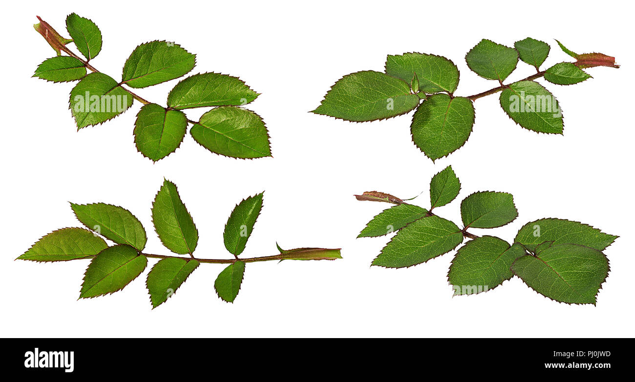 Green rose leaf isolated on white background Stock Photo - Alamy