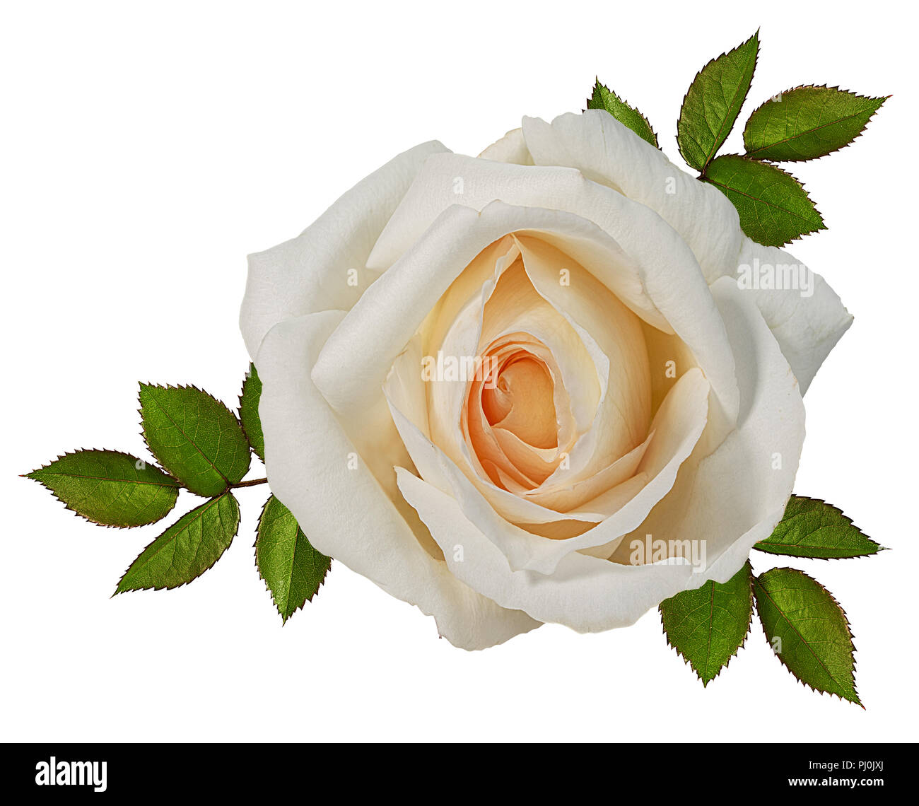 rose isolated on white background Stock Photo - Alamy
