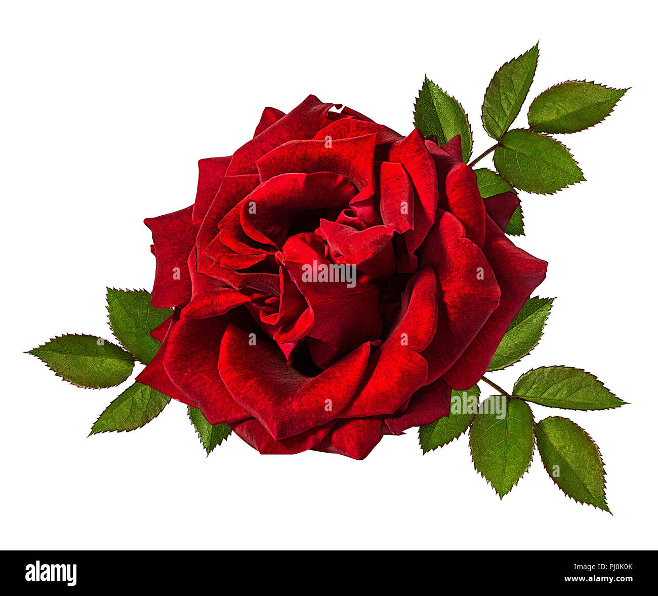rose isolated on white background Stock Photo - Alamy