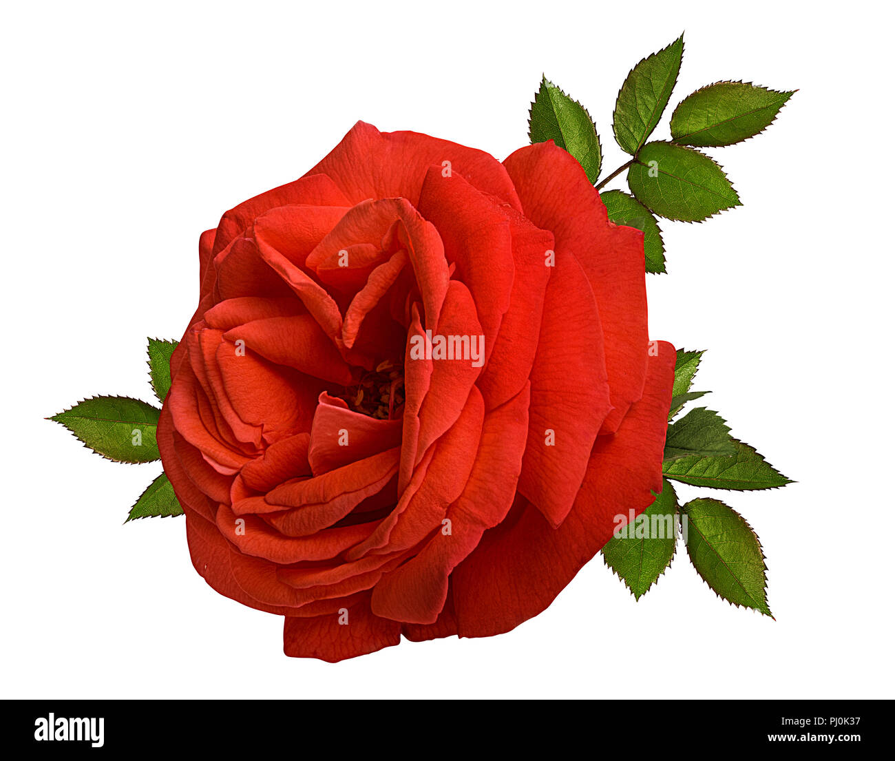 rose isolated on white background Stock Photo - Alamy