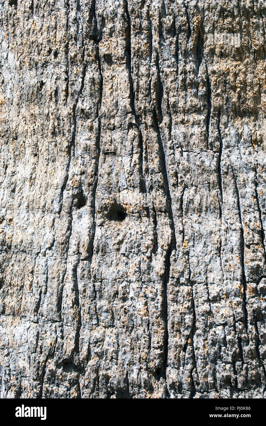 Old tree wallpapers hi-res stock photography and images - Alamy