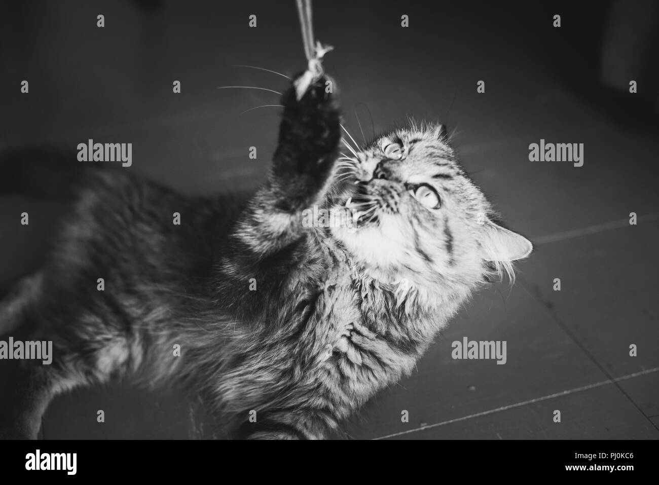 Invisible Black and White Stock Photos & Images - Alamy