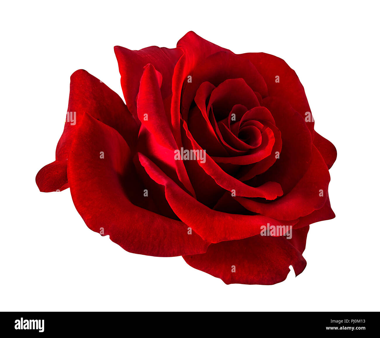 rose isolated on white background Stock Photo - Alamy