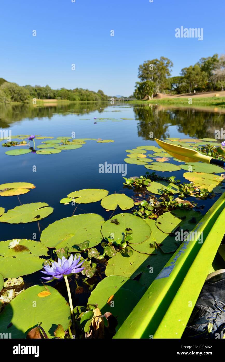 Purple water lilies growing in the clear freshwater of the Ross River ...
