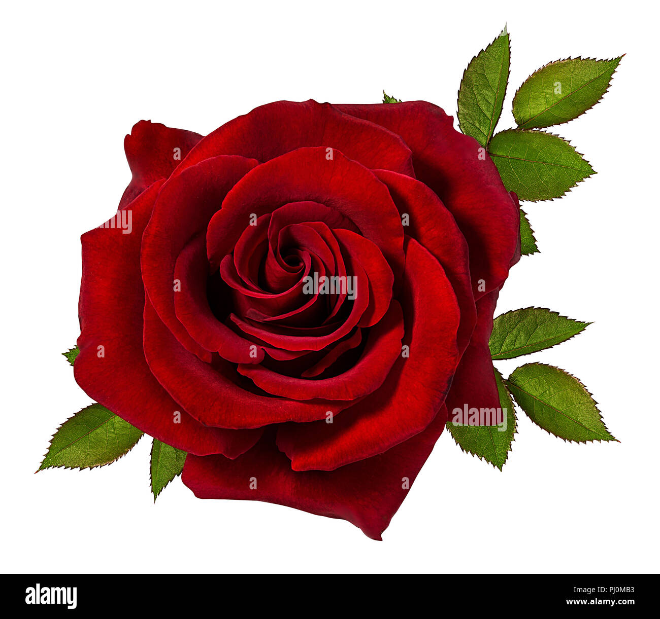 rose isolated on white background Stock Photo - Alamy