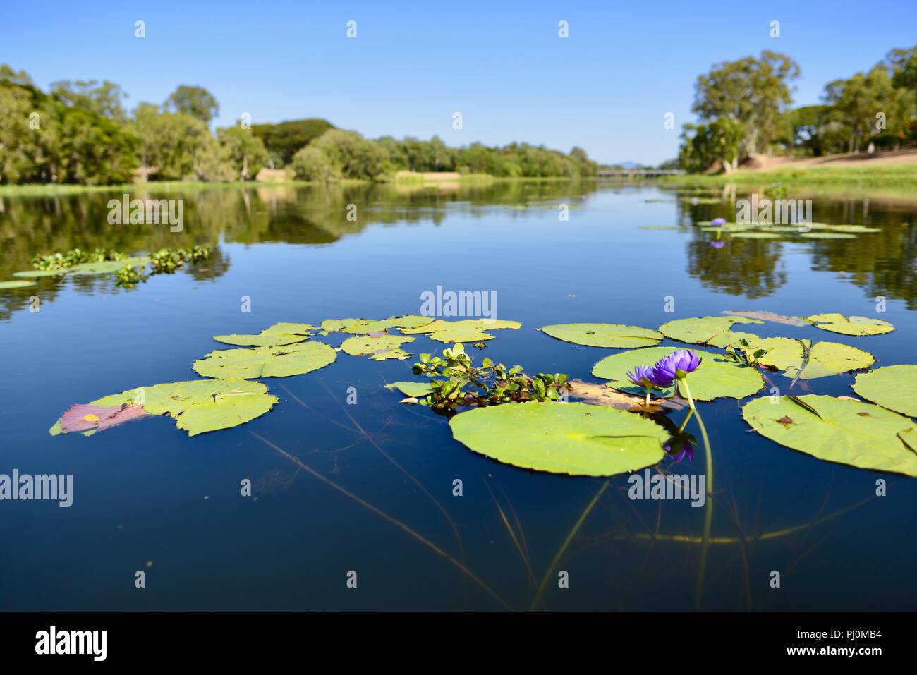 Purple water lilies growing in the clear freshwater of the Ross River ...
