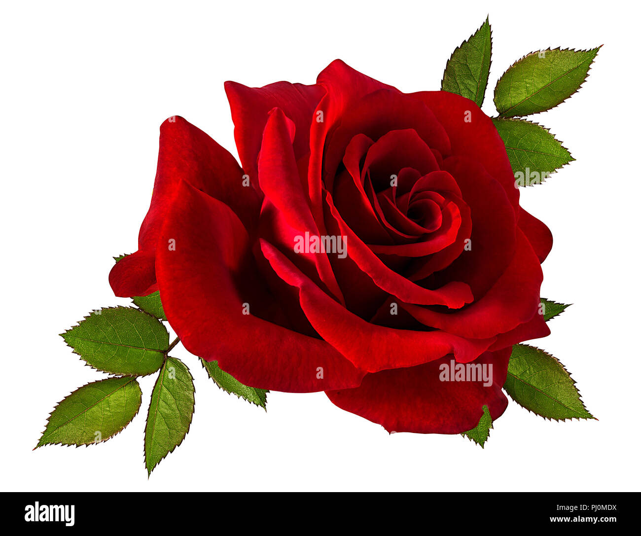 rose isolated on white background Stock Photo - Alamy