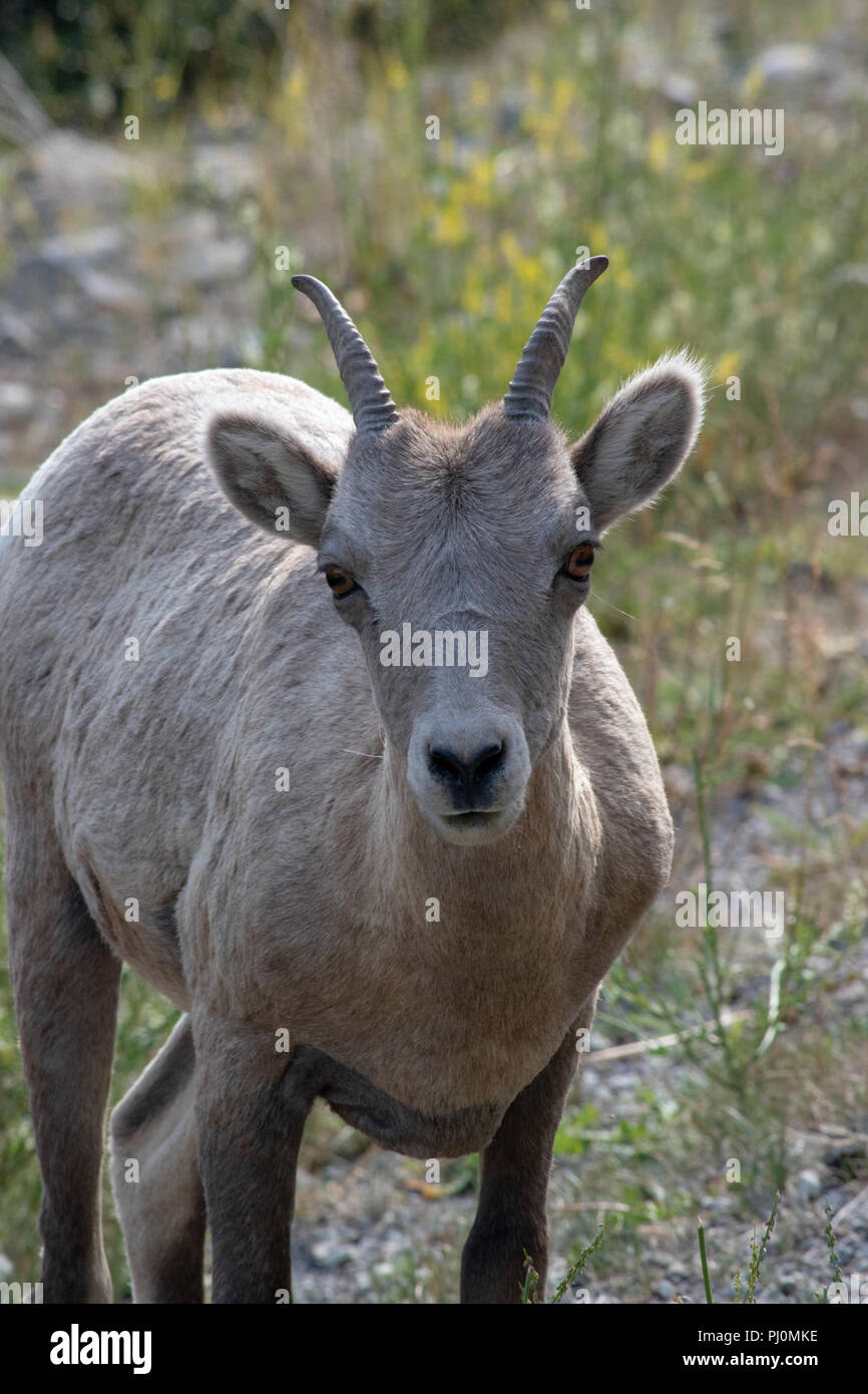 Mountains Goat (oreamnos americanus) also known as the Rocky Mountain ...