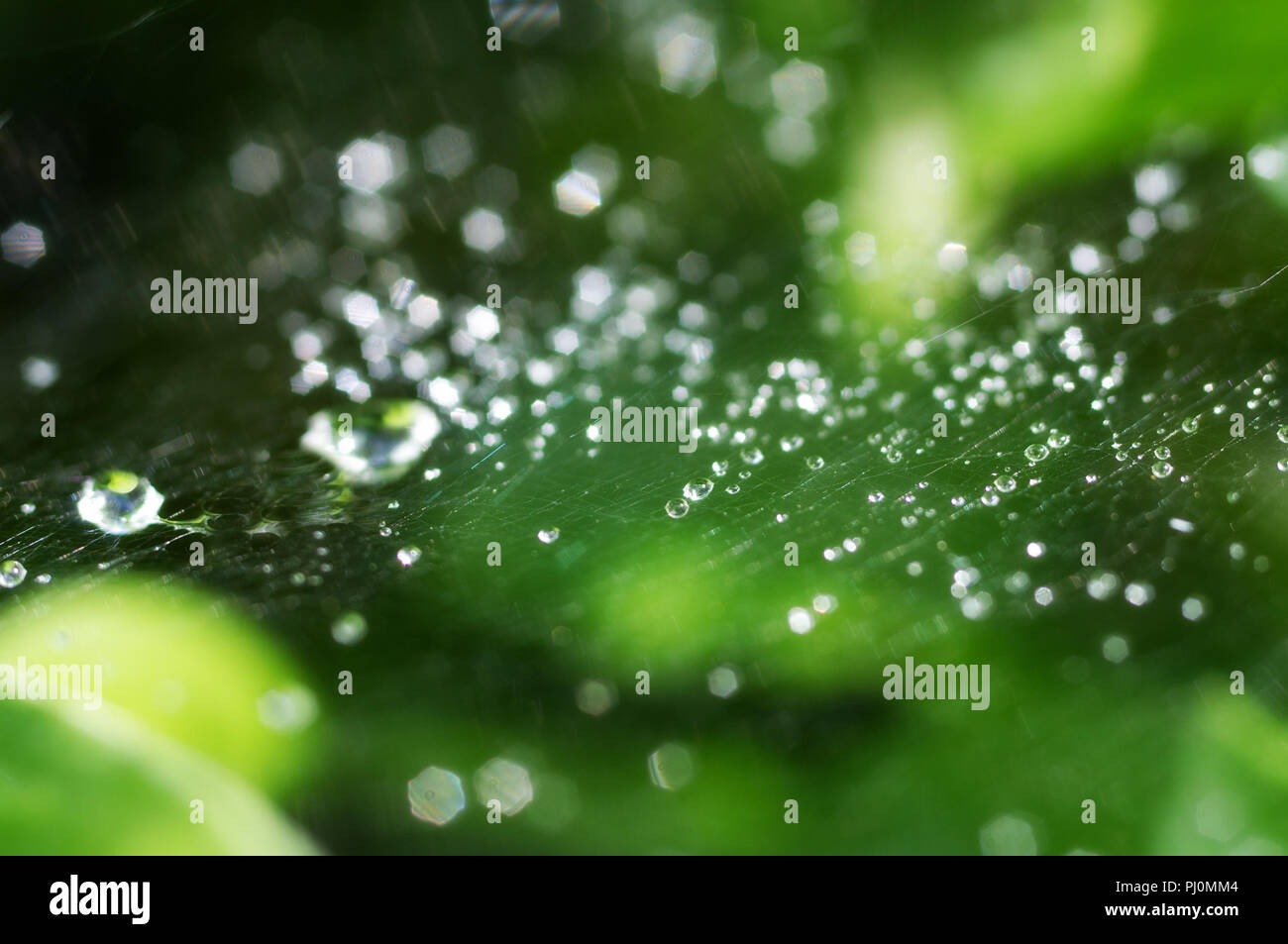 Beautiful nature background with morning fresh drops of transparent rain water on a green leaf ...