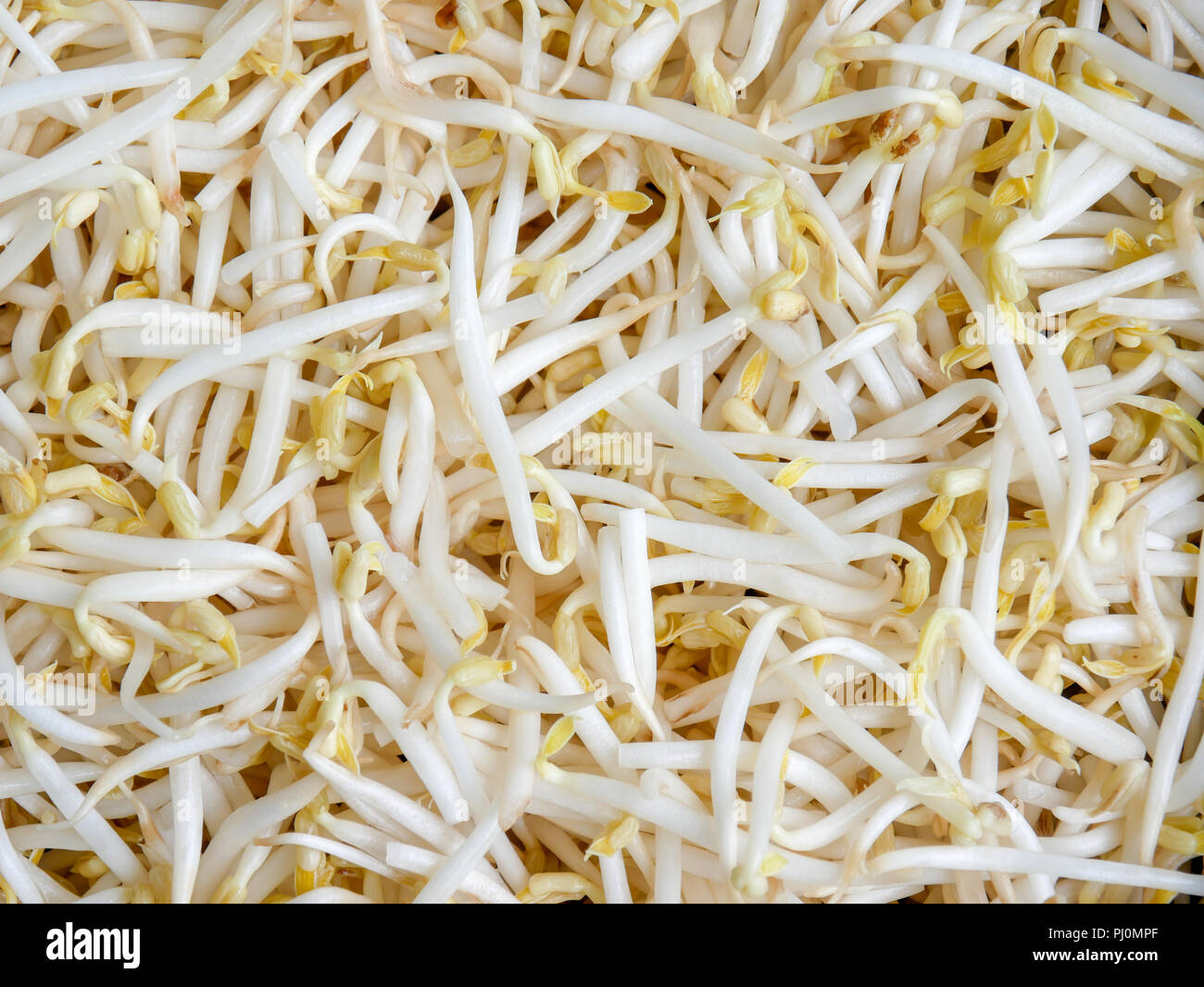 food background texture mung bean sprout Stock Photo - Alamy