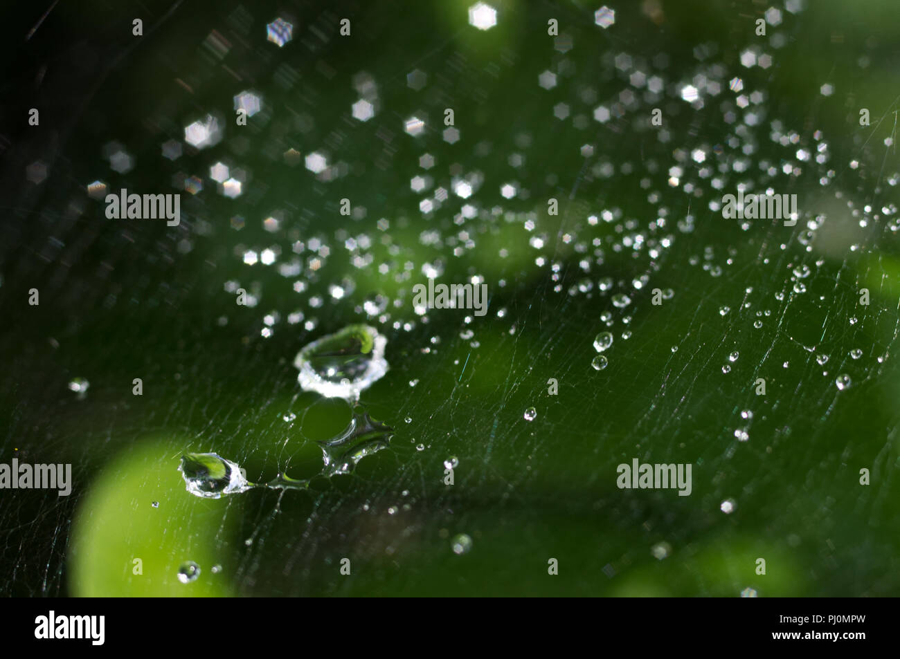 Beautiful nature background with morning fresh drops of transparent rain water on a green leaf ...