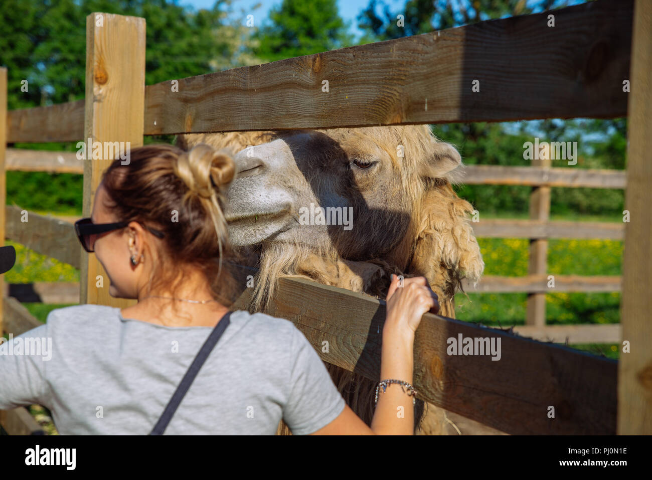 camel. feeding animal. weekend in zoo Stock Photo - Alamy