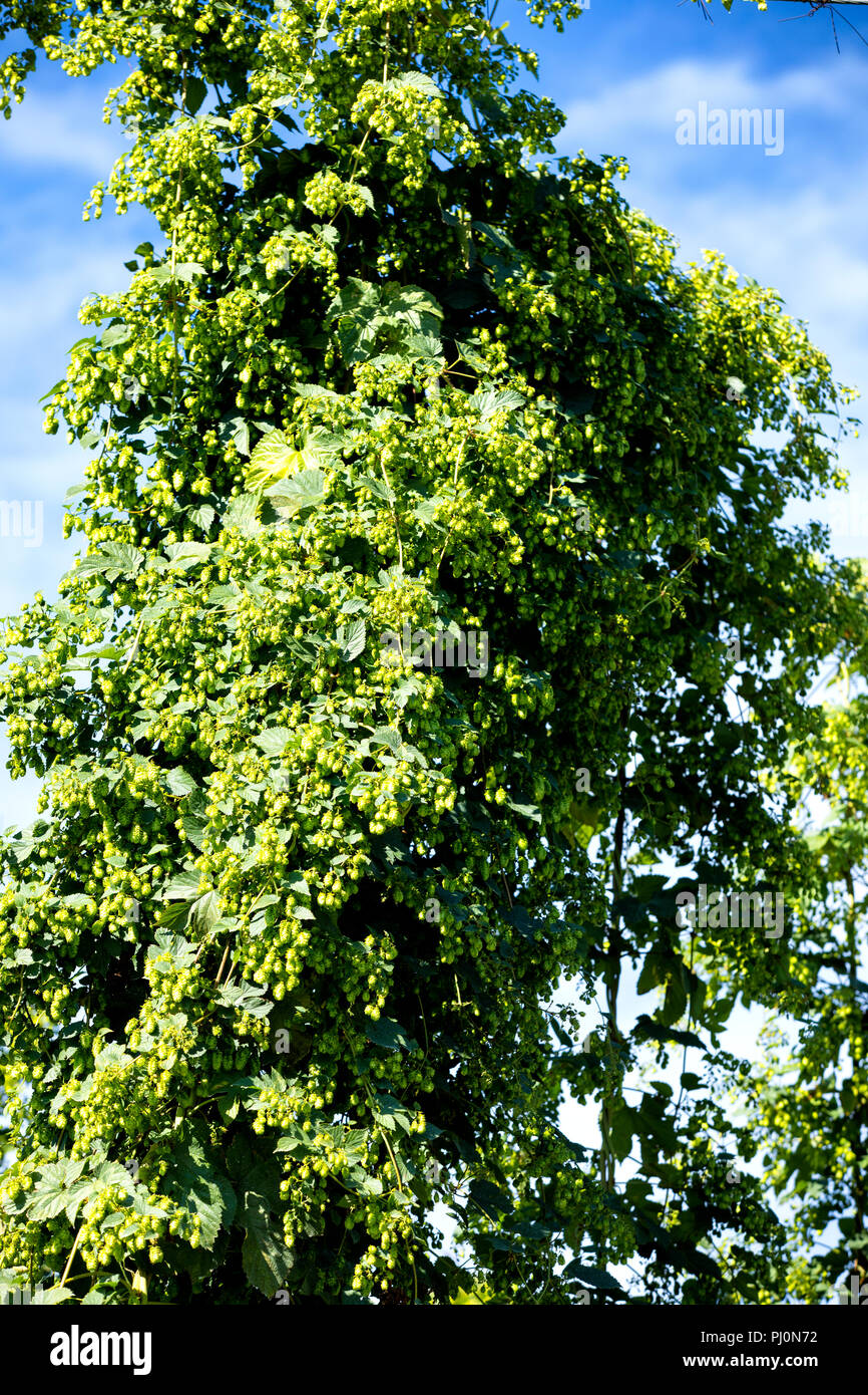 Hopfenanbau, Hopfenfeld, Bayern, Deutschland Stock Photo - Alamy
