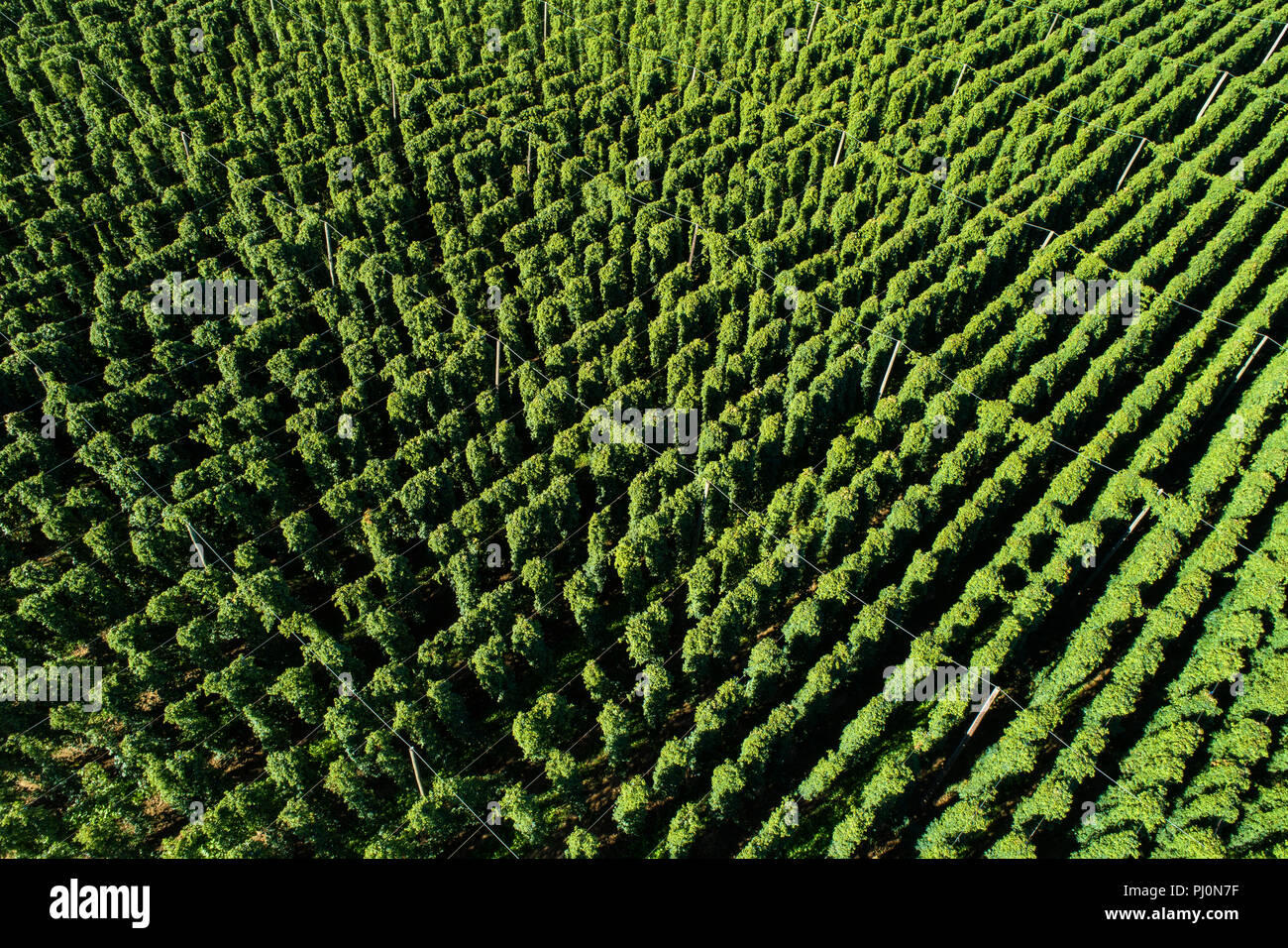 Hopfenfeld von oben, Luftaufnahme Stock Photo - Alamy