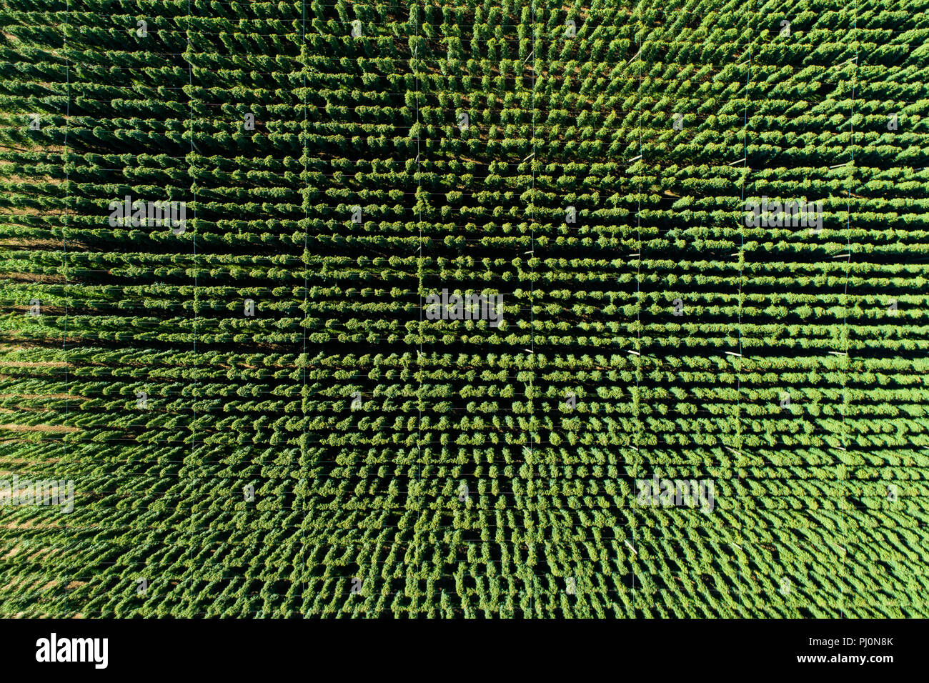 Hopfenfeld von oben, Luftaufnahme Stock Photo - Alamy