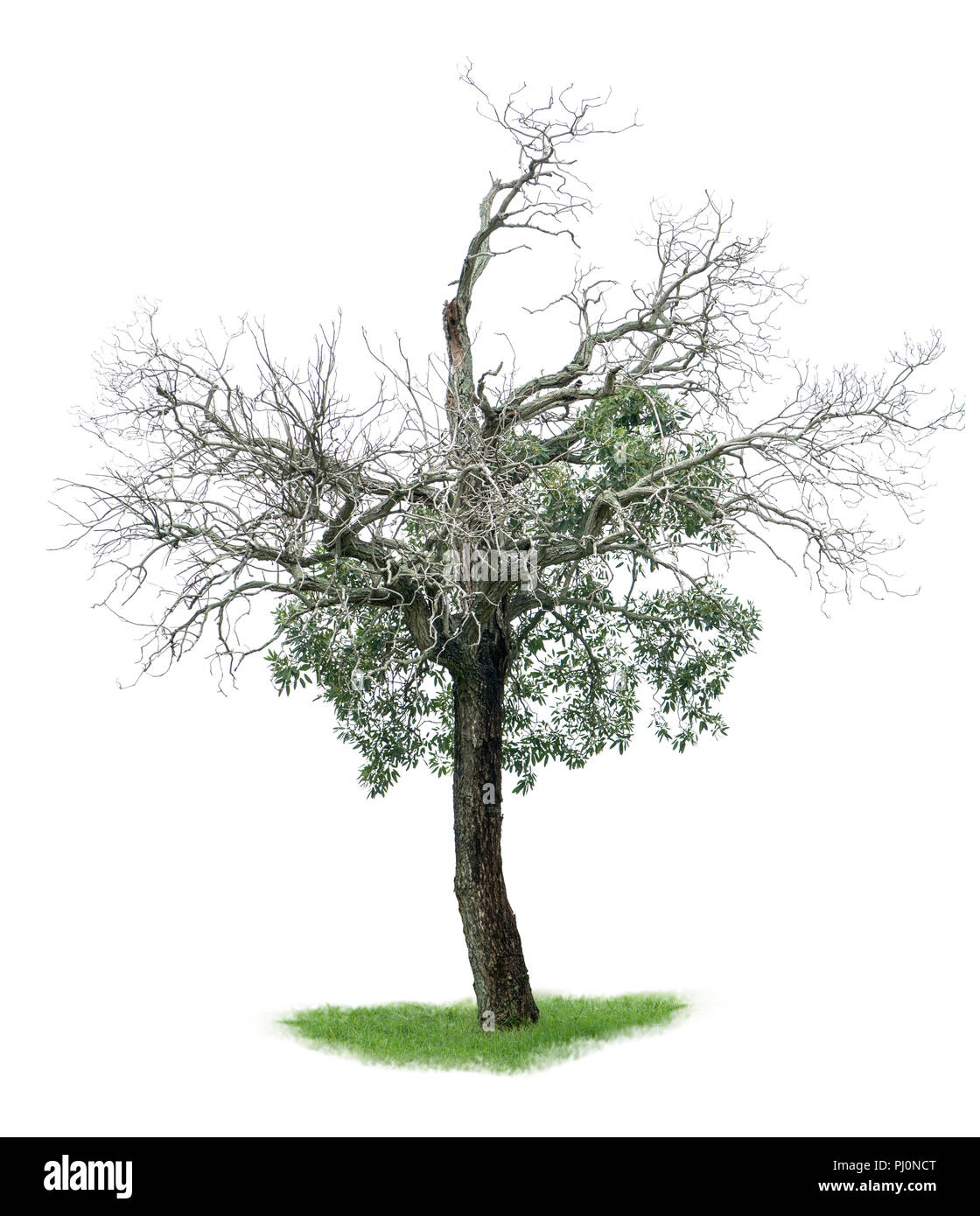 dead tree autumn tree isolated on white background Stock Photo - Alamy