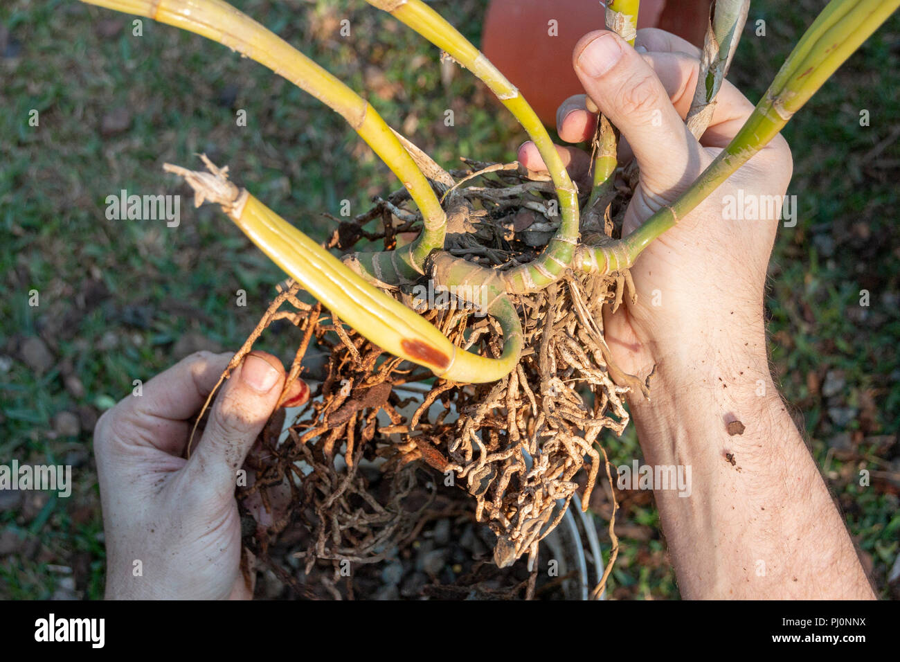 Long fingers hands man hi-res stock photography and images - Alamy
