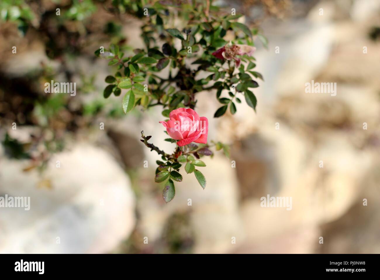 Pink rose blooming at the edge of the bush Stock Photo - Alamy