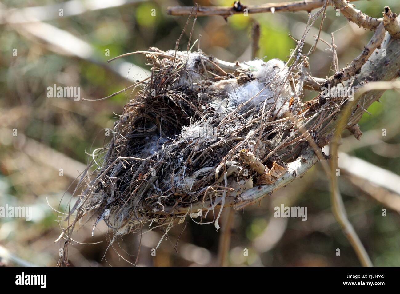 A bird's nest on a bush Stock Photo - Alamy