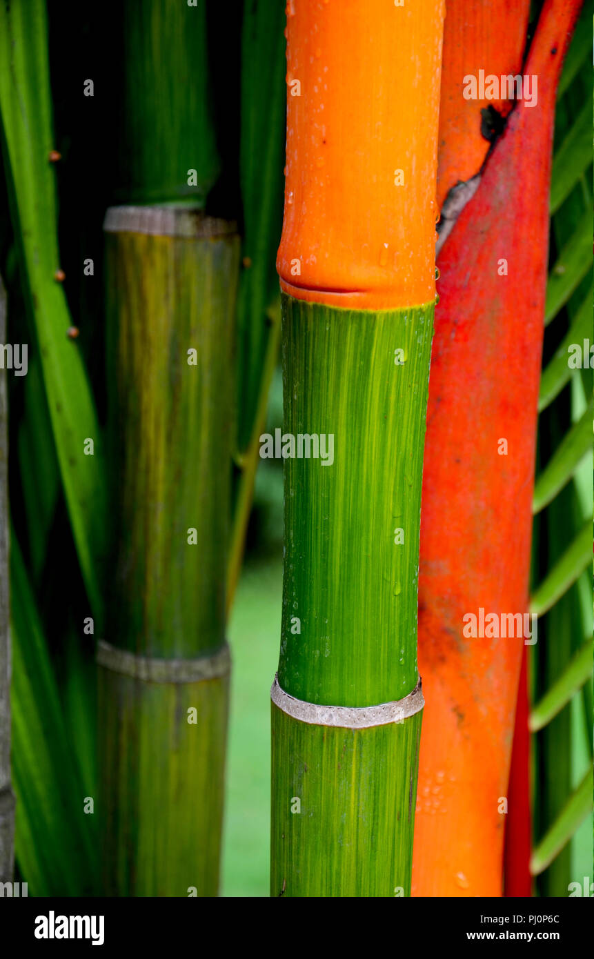 Bamboo the miracle plant hi-res stock photography and images - Alamy