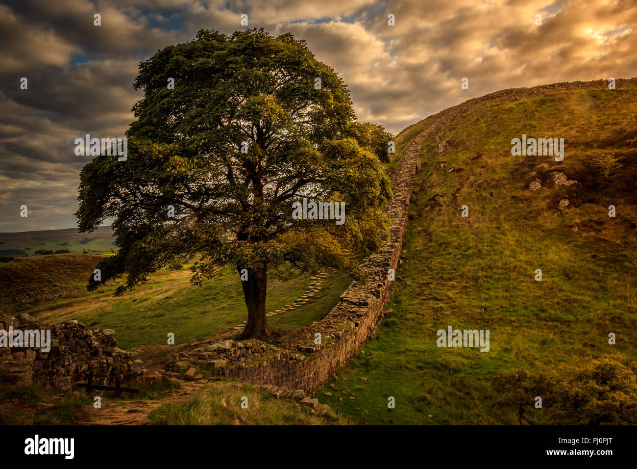 Sycamore gap northumberland hi-res stock photography and images - Alamy