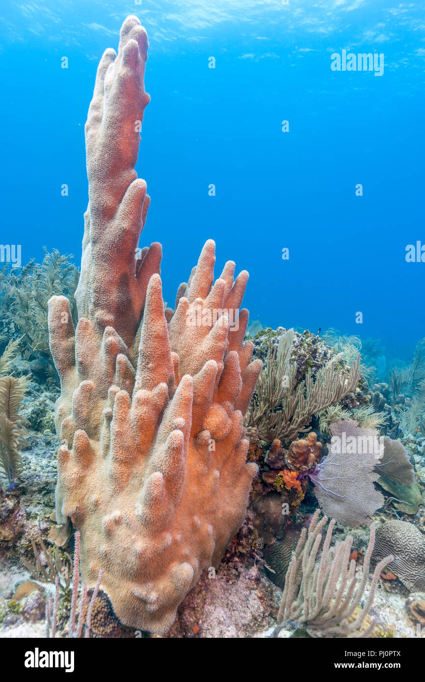 Coral reef in Carbiiean Sea, pillar coral Stock Photo - Alamy