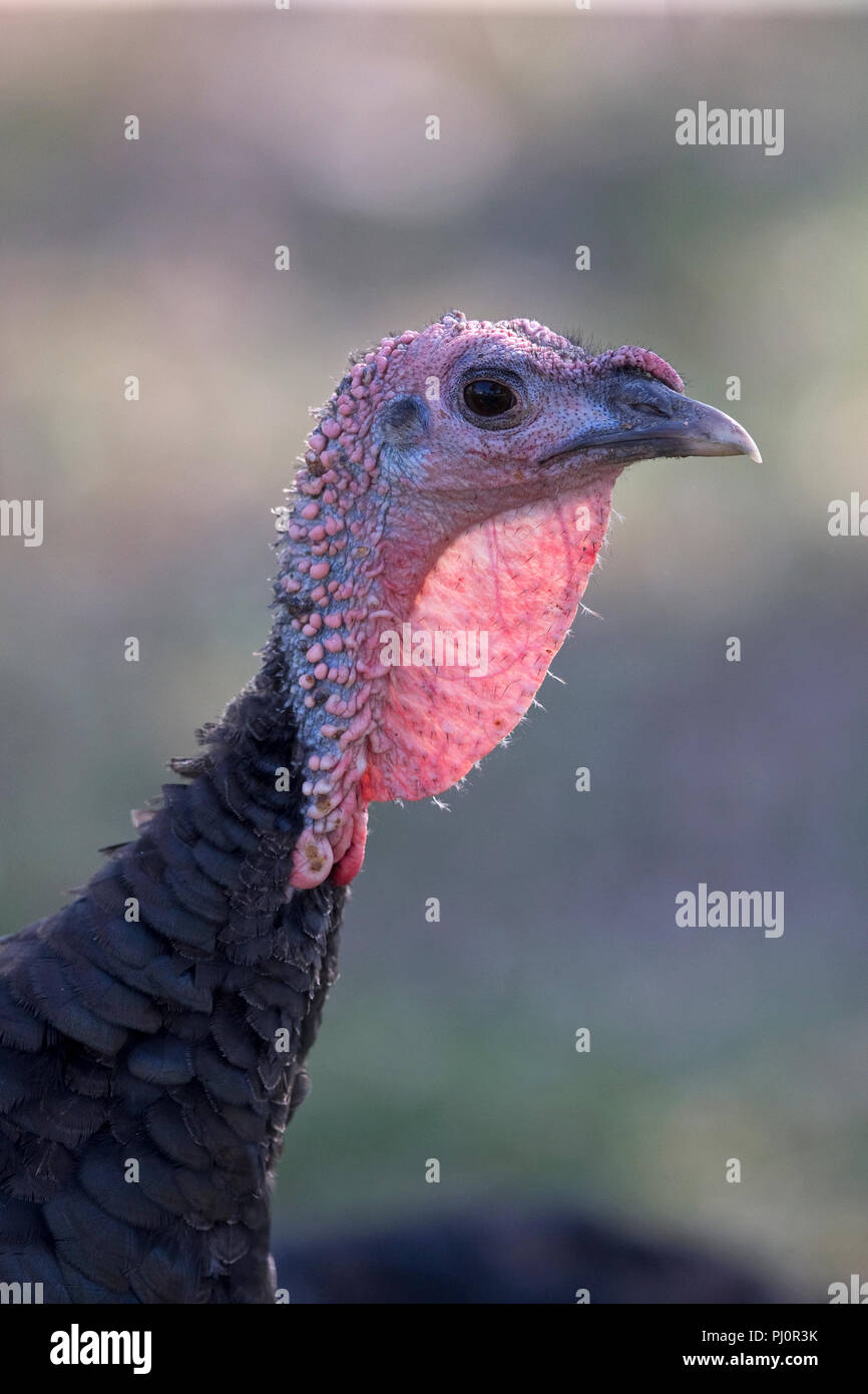 European turkey bird hi-res stock photography and images - Alamy