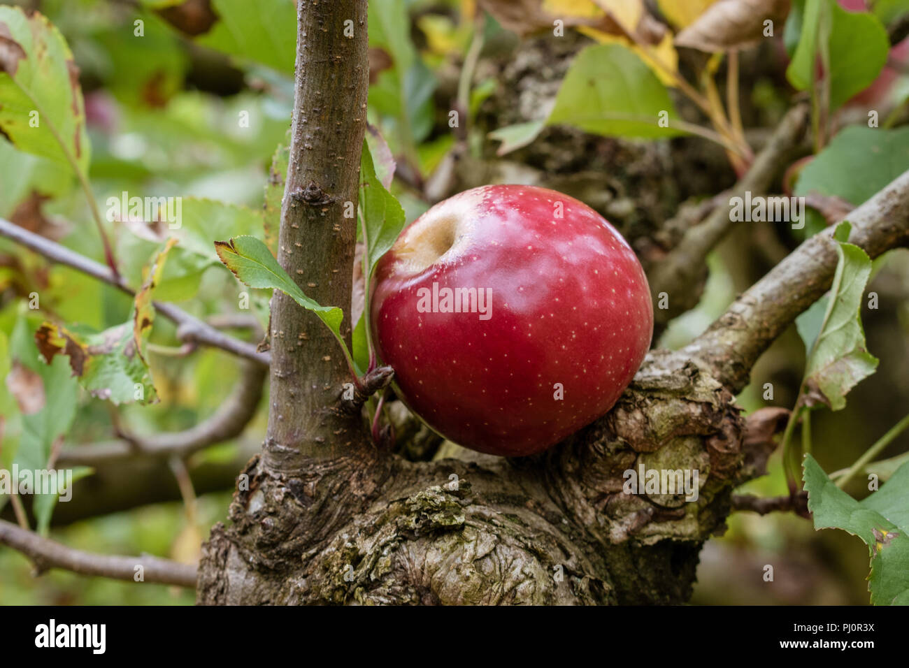Single shiny red juicy apple on a branch at the Windmill Orchards ...