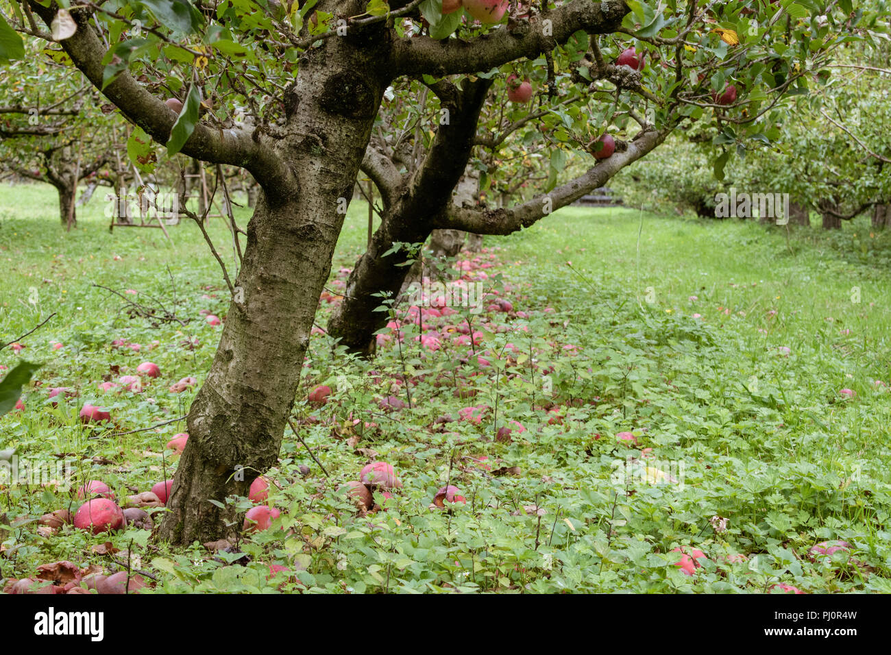 Apple orchards autumn blue sky hi-res stock photography and images - Alamy