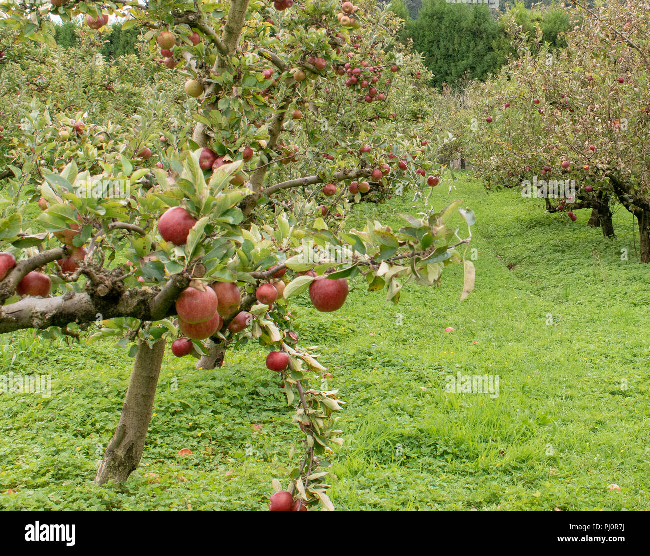 Bunch of red juicy apples growing abundantly on branches at the ...