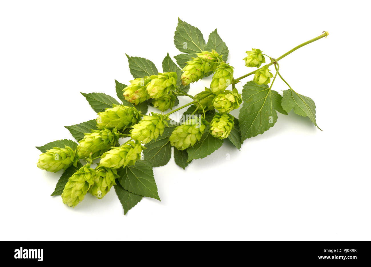 Hop cones isolated on the white background Stock Photo - Alamy