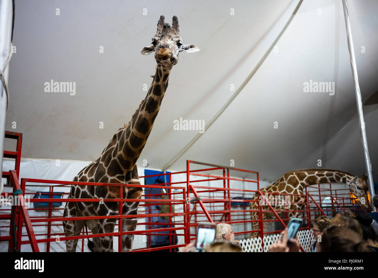 Three Ring Circus High Resolution Stock Photography and Images - Alamy